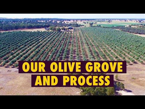 Kalamata Olive - Wickham Olive Farm