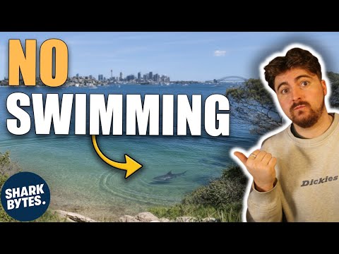 Sydney Bull Shark Attacks – Shark Scientist Opinion | Shark Bytes ...