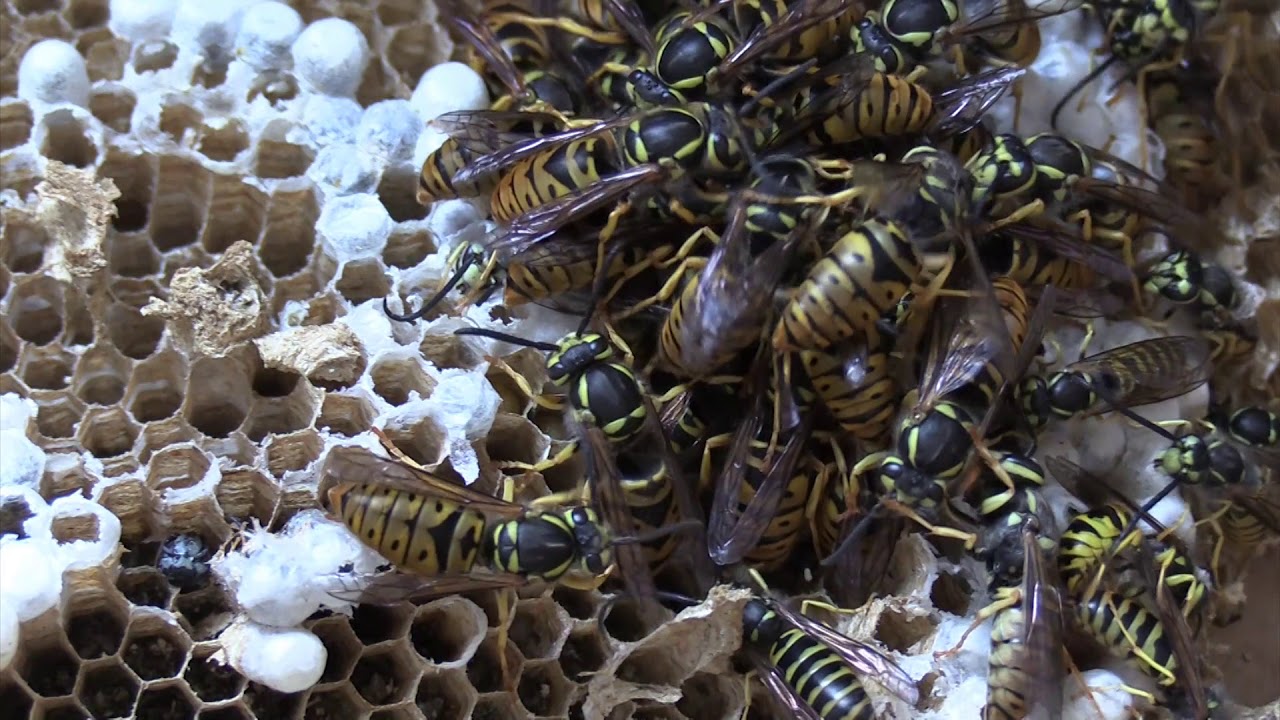 Yellow Jacket Queens Emerging!