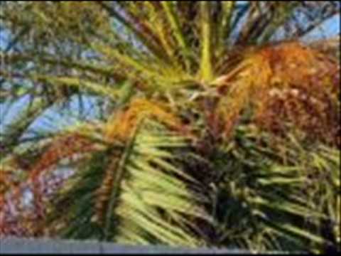 Pajarillo verde – pajarillosvolanderos