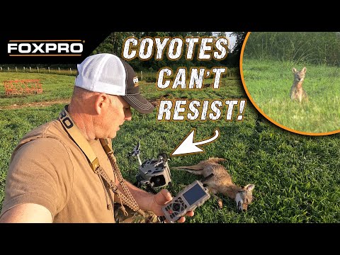 Coyotes Can't Resist The X360!