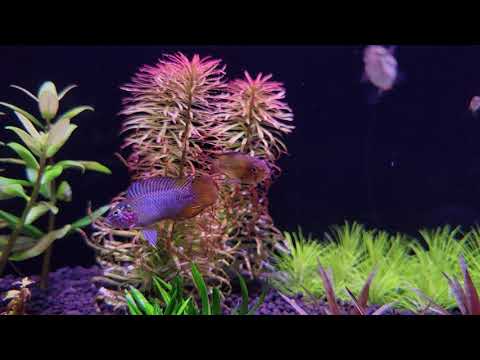 Apistogramma borellii pair