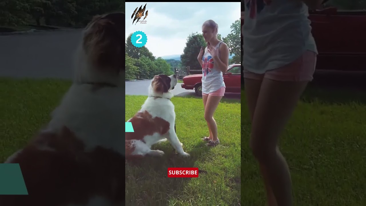 Top-5 Strongest Dog Breeds In The World 2023 | Wildlife Claws