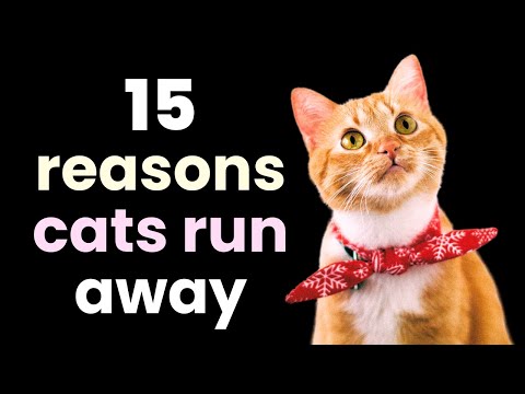 Why Cats Run Away 🐾 15 Crucial Reasons Every Cat Owner Must Know 🐱