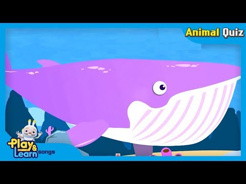 blue whale nursery rhymes | jjoy song - animal quiz song #6