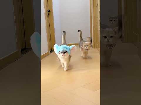 Cat videos cute cats kittens meowing ๐พโจ๐ธ #catlover #cutecat