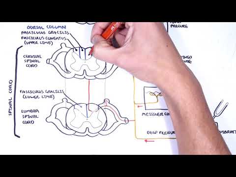 Sensory Tracts - Dorsal Column (Medial lemniscus) Pathway