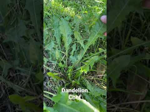 Identify Dandelion Baby Leaves