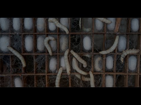 The fundamental ingredients of textiles: natural fibers (video) | Khan ...