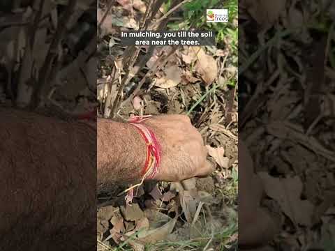What is Mulching? Watch the video.