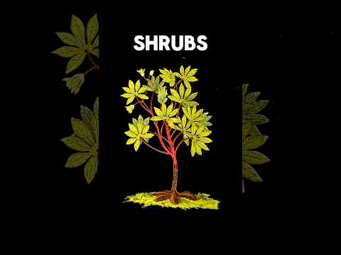 SHRUBS #shrubs#trees#plants#herbs WHAT IS SHRUBS #shorts#viral#treanding #trending