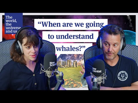 Decoding whale language - they use vowels like humans?