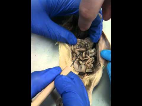 Biology Lab Rat Dissection