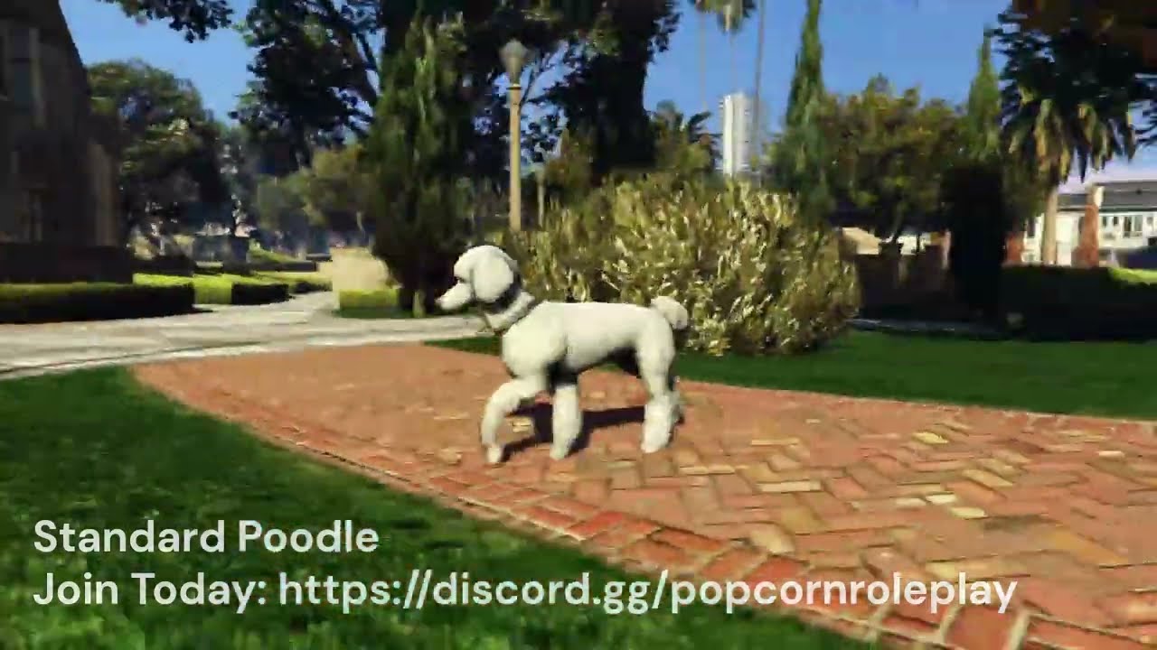 Standard Poodle - Addon Dog Ped - FiveM Releases - Cfx.re Community