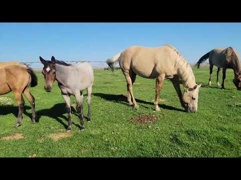 KT Abbie Get Yo Chic | KT Ranch