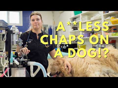 From Recurrent Infections to Relief: A Look Inside Vulvoplasty Surgery for a Dog