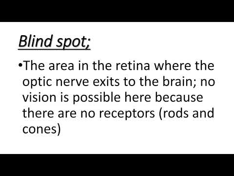 blind spot || blind spot in eye || psychology || neuroscience || eye || retina || learning programme