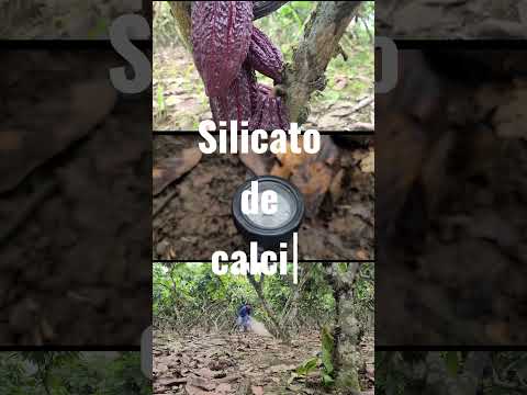 Las 3 enmiendas minerales más utilizadas en la agricultura, las 3 cales más usadas en la agricultura