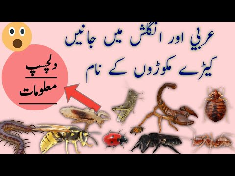 The name of insect in arabic and english.! Arabi or english me kide makodon ke name.