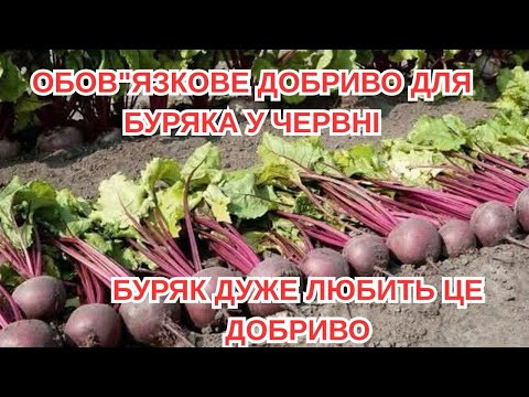 Чим найкраще підживлювати буряк, щоб він виріс великим і солодким