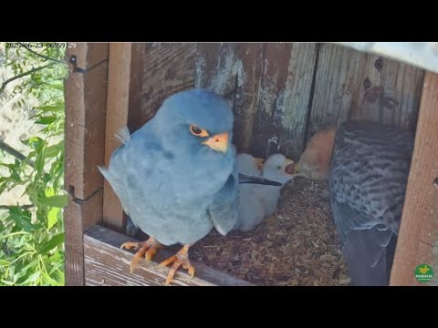 Są już trzy pisklaki, Kobczyk (Falco vespertinus), Polgár, Węgry, 23.06.2025