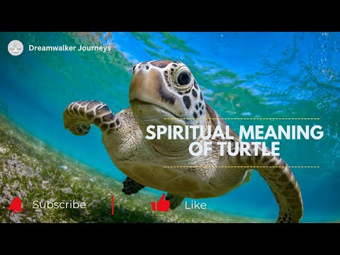 Spiritual Meaning of Turtle