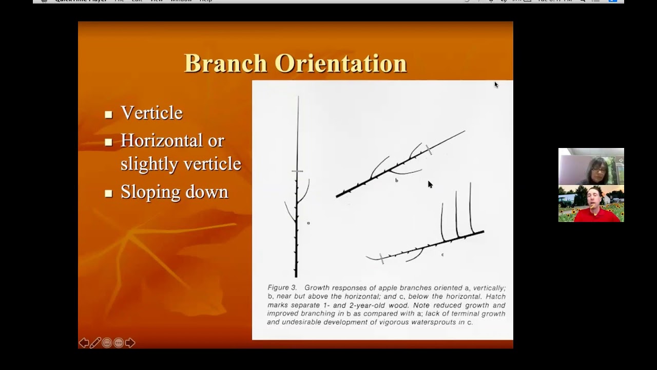 Virtual Tree Pruning Workshop