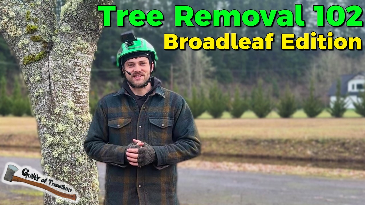 Tree Removal 102!! How to climb and remove a basic broadleaf tree