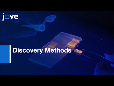 Alternative Promoter Usage & Transcriptional Regulation: Murine Bcrp1 l Protocol Preview