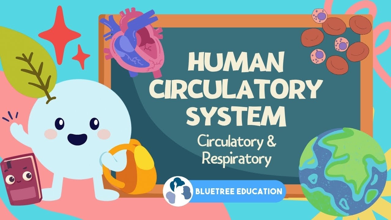 Primary Science PSLE Revision Guide EP 15 | Human Circulatory System | Circulatory & Respiratory