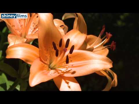 Jardin Botanico 10 cosas que ver y hacer en Valencia.mov