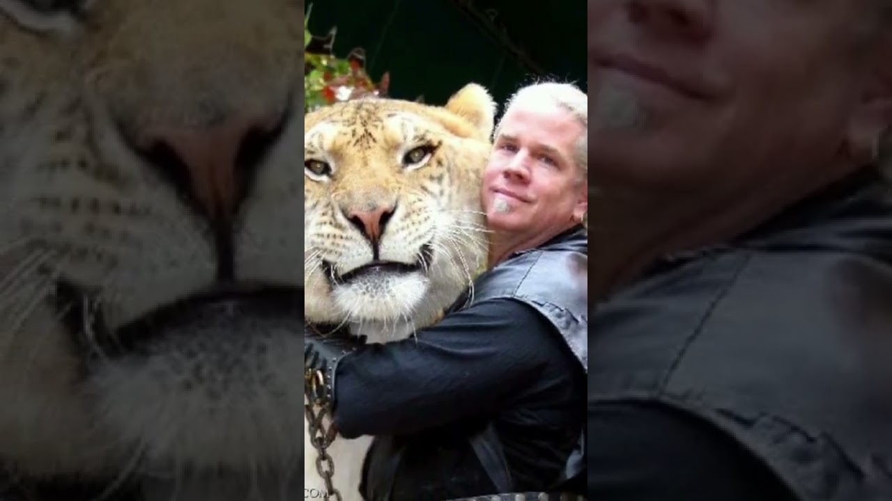 Liger, the hybrid between a lion and a tiger created by man 🤔🐯 #shorts