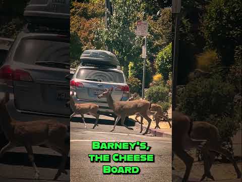 What Berkeley Deer Know