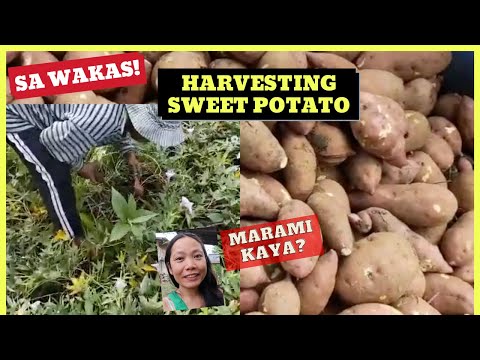 Harvesting Sweet Potato | Farming In The Philippines