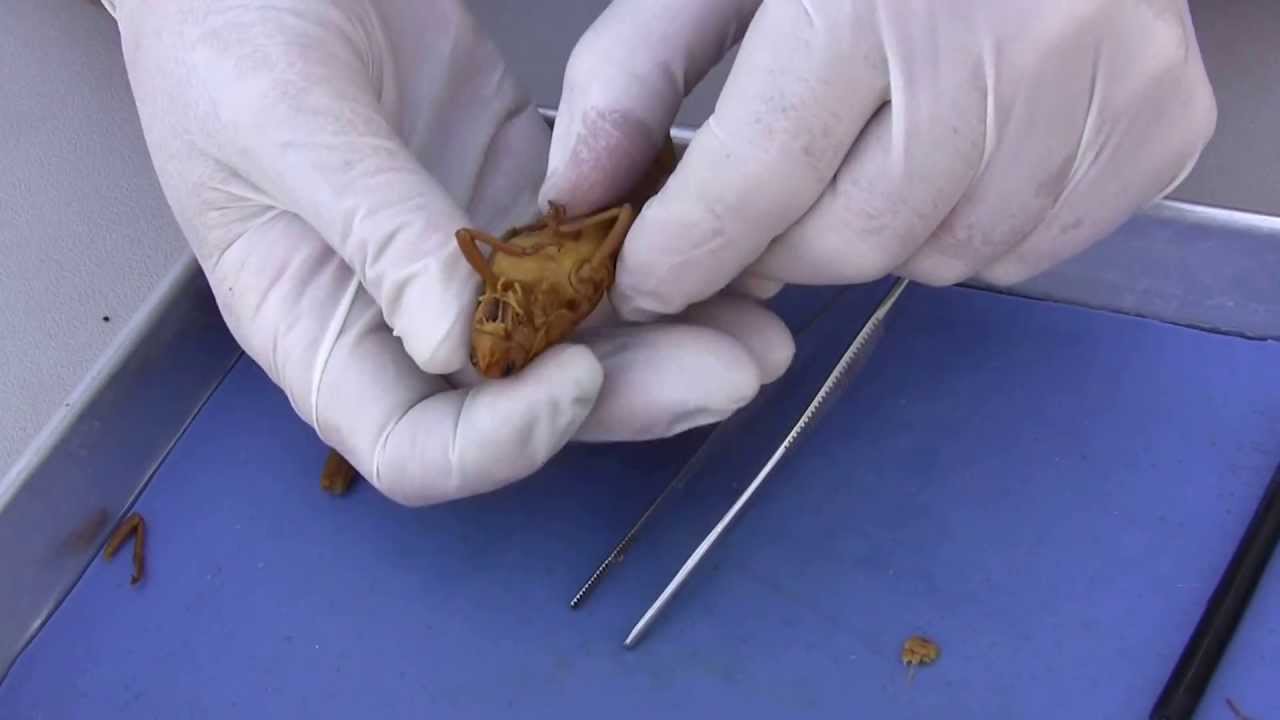 Grasshopper Dissection