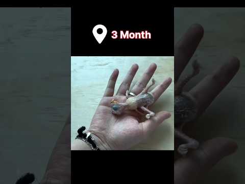 Time Lapse: Amazing Growth of a Baby Bird