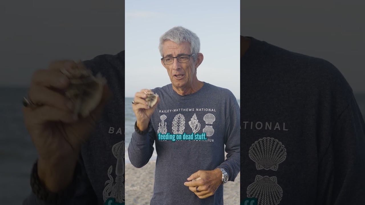 Shells with Doc Leal | Crown Conch