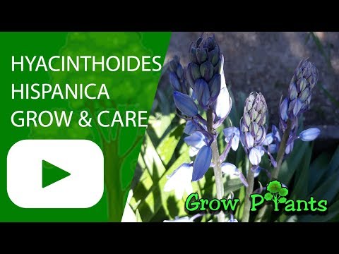 Hyacinthoides hispanica - grow & care (Spanish bluebell)