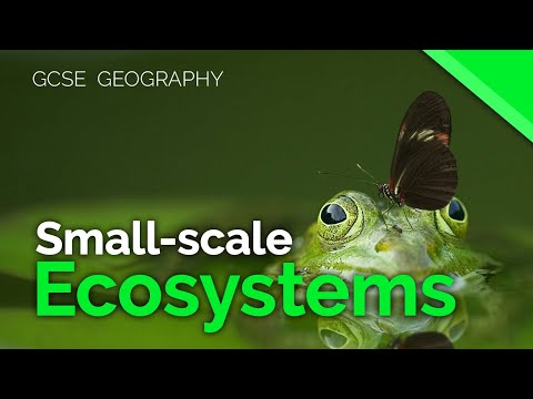 Small-scale ecosystems | AQA GCSE 9-1 Geography