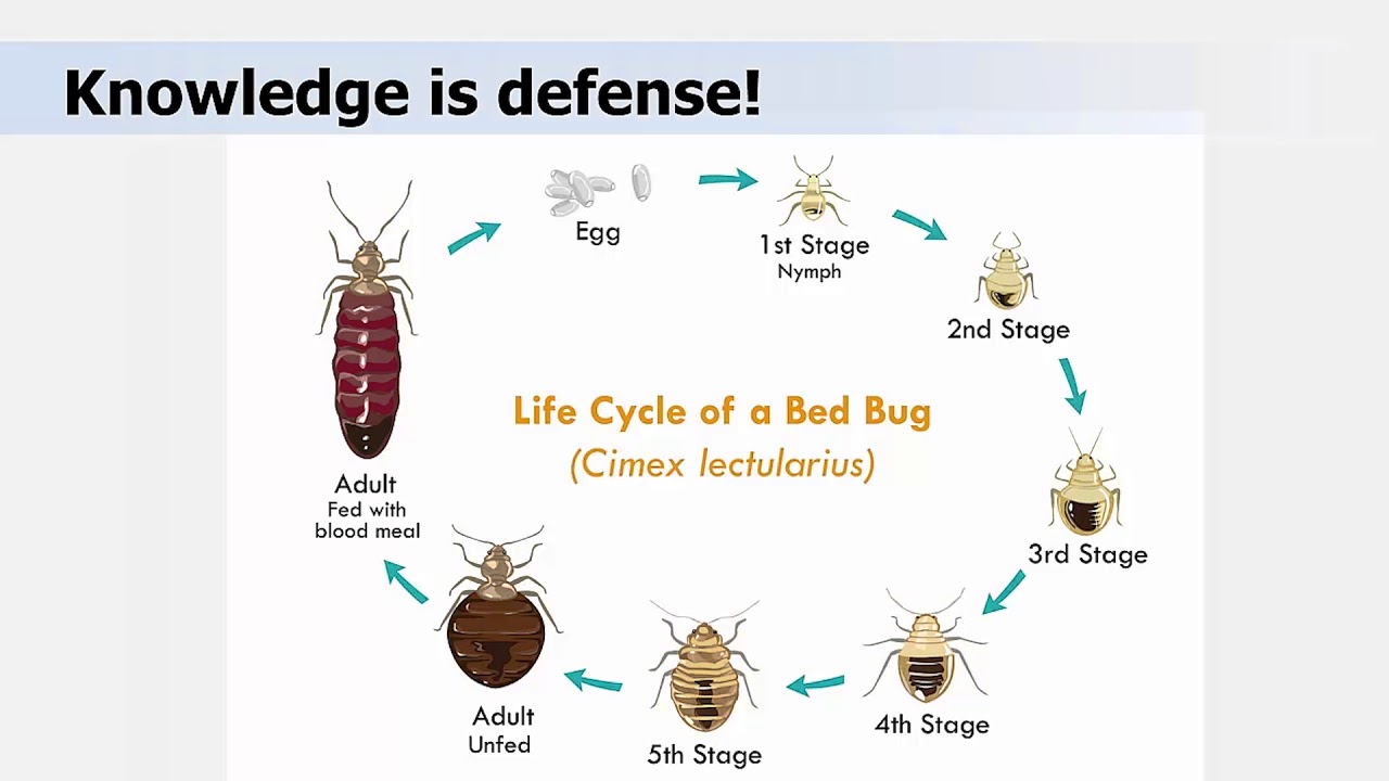Bed Bug Biology and Behavior
