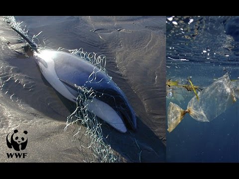 Join Me to Help Save Maui Dolphins! - WWF Challenge 55
