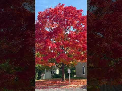 ##Fall season in American 😇