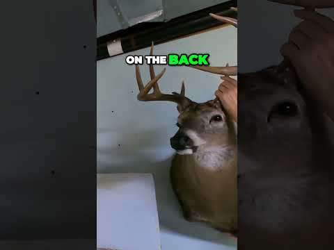 Confusion at Taxidermist.