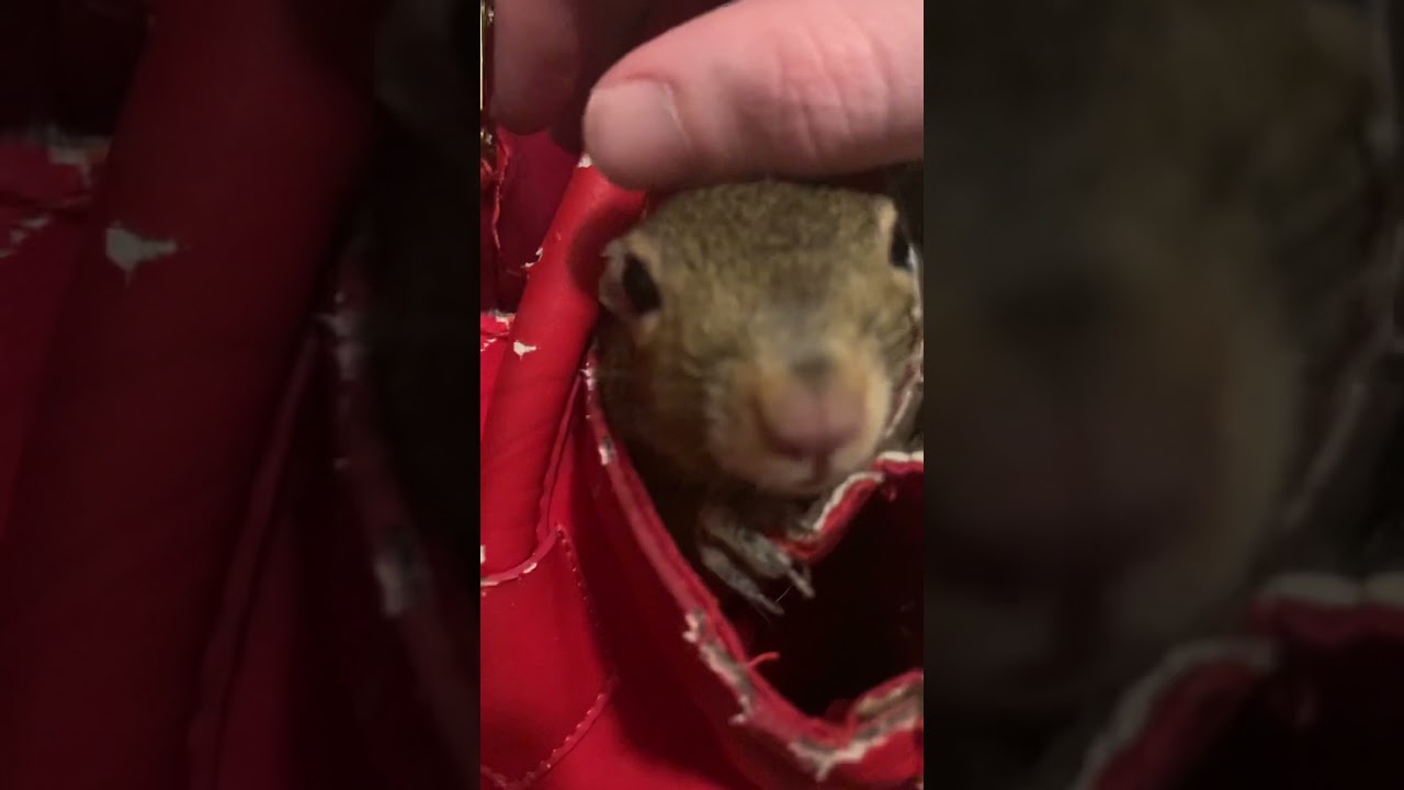 Just a Squirrel on Vacation | DJ Dexter, Realest Squirrel in the game