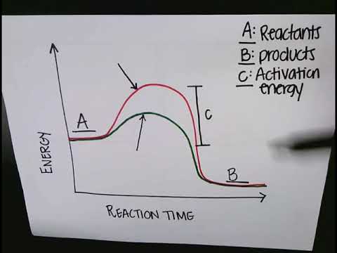 Enzyme/ Energy Reaction Graphs