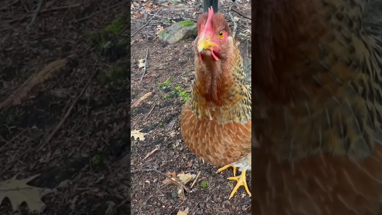 Curious chicken pecks camera!