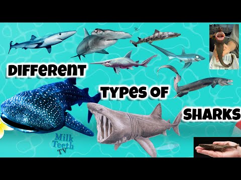 Interesting Facts About Sharks: English ESL video lessons
