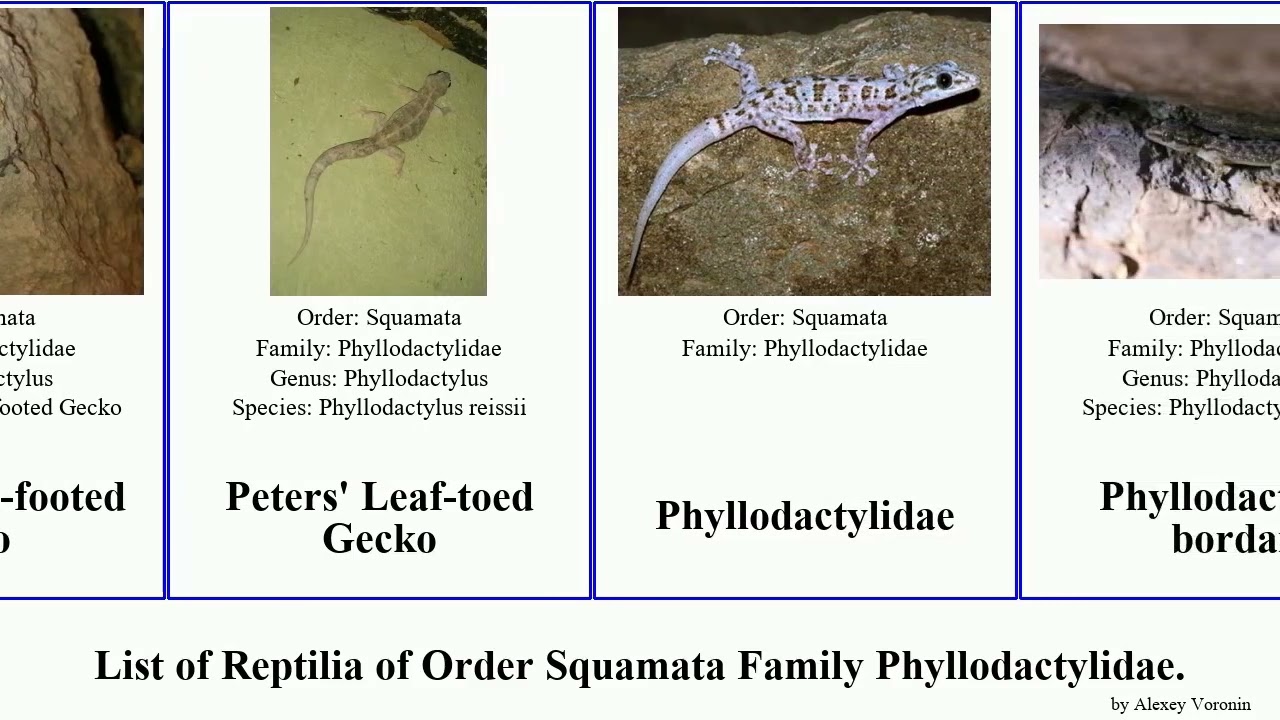 List of Reptilia of Order Squamata Family Phyllodactylidae. gecko phyllodactylus leaf-toed asaccus