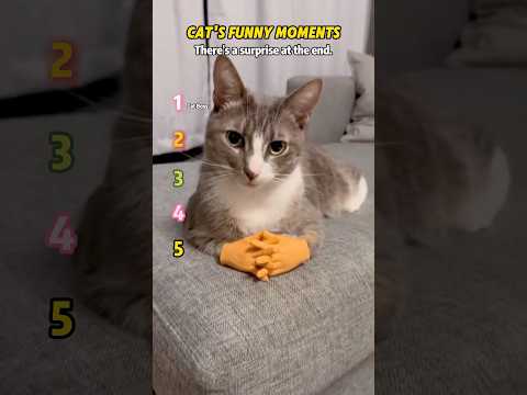 What does a cat look like in combat?#cat #cute #funny #shorts #happy