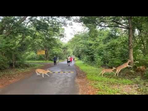 #borivali #mumbai #india #nationalpark Borivali National Park deers 🦌 👌